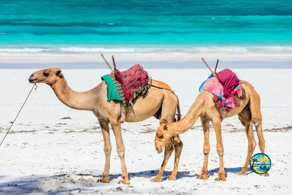 Bofa Beach: 8 Highlights, die Sie nicht verpassen dürfen - Strände-Guide